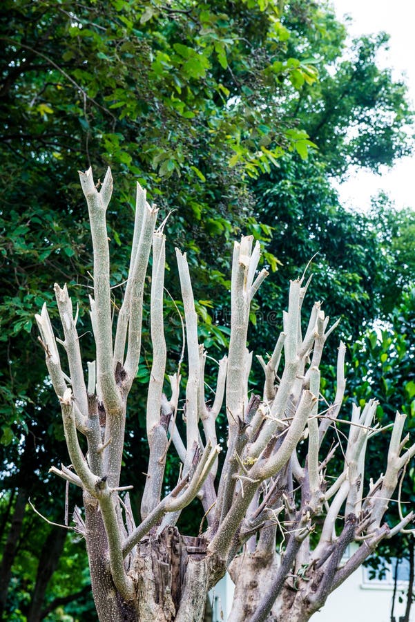 Tree pruning in nature stock photo. Image of trunk, winter - 187764074