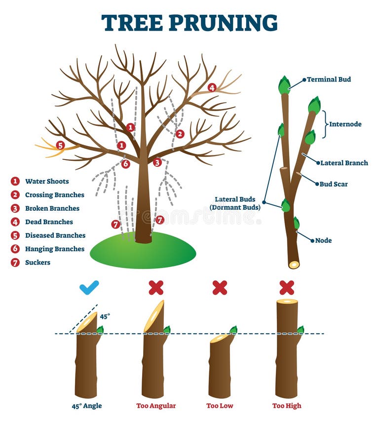 Pruning Stock Illustrations – 19,013 Pruning Stock Illustrations ...