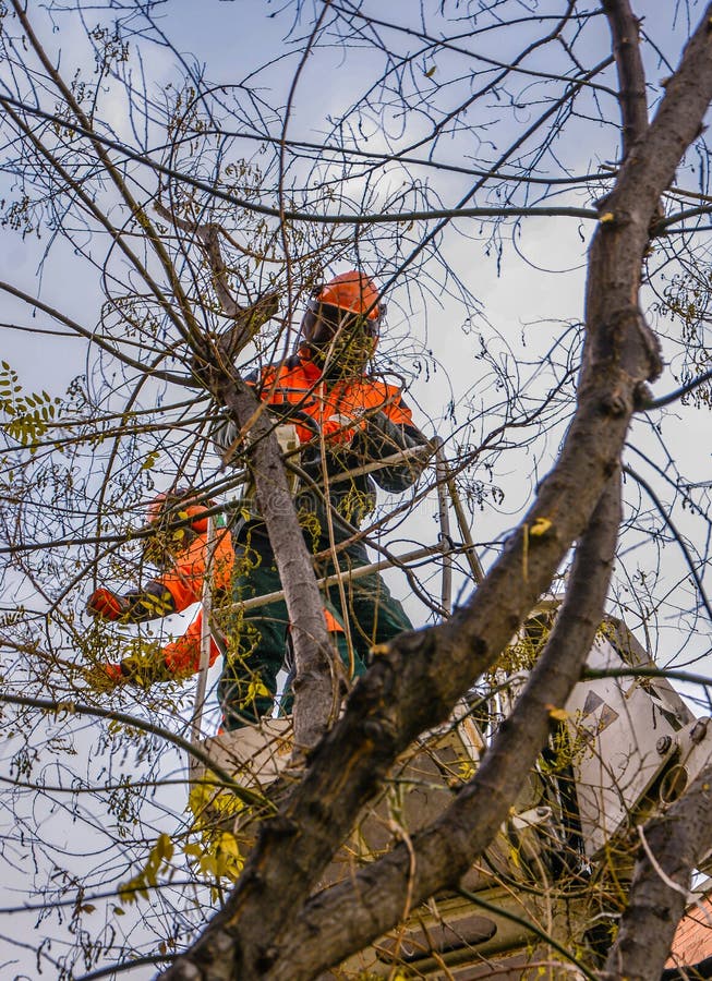 Tree pruning stock photo. Image of mechanical, pruning - 82588556