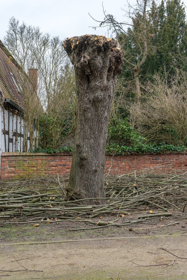 Tree Pruning Work on a Linden Tree Stock Image - Image of winter, tree ...