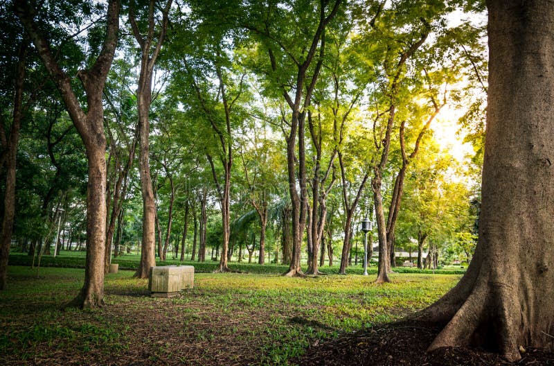 Tree in Public Park stock photo. Image of twig, branchy - 33903520