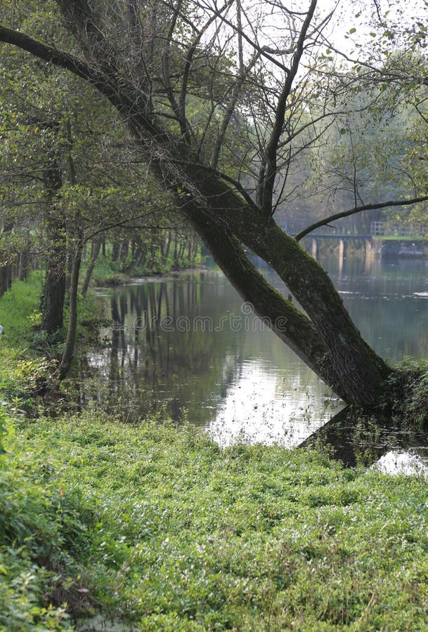 Tree in the Public Park Near Source Water Stock Photo - Image of area ...