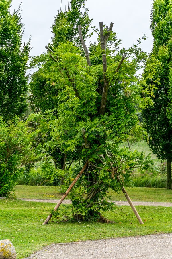 Decorated Tree in a Public Park Stock Image - Image of growth, growing ...