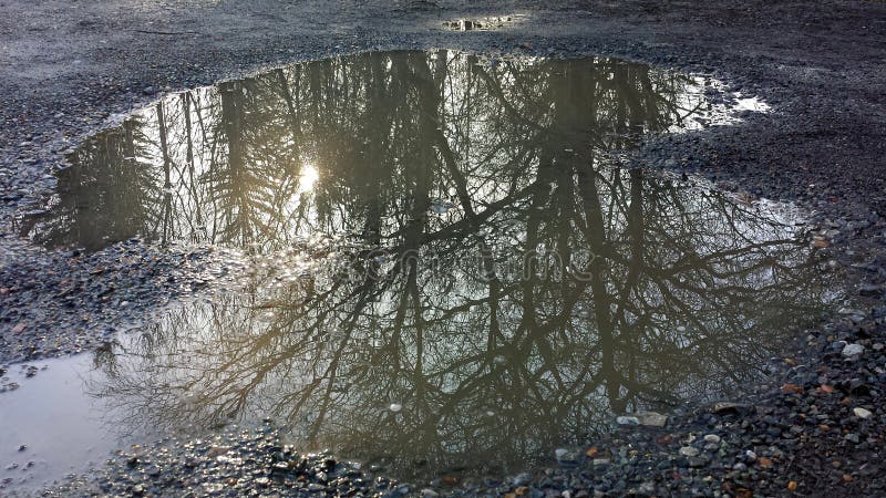A tree in a puddle stock photo. Image of reflection - 106649510