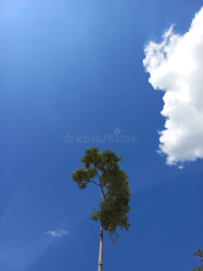 Pulai Tree Stock Photos - Free & Royalty-Free Stock Photos from Dreamstime