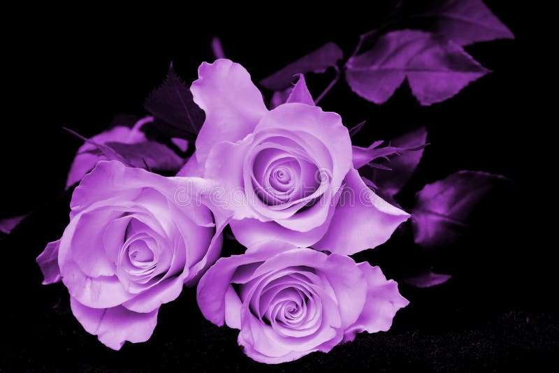 Tree purple roses stock photo. Image of spring, romance - 65706336