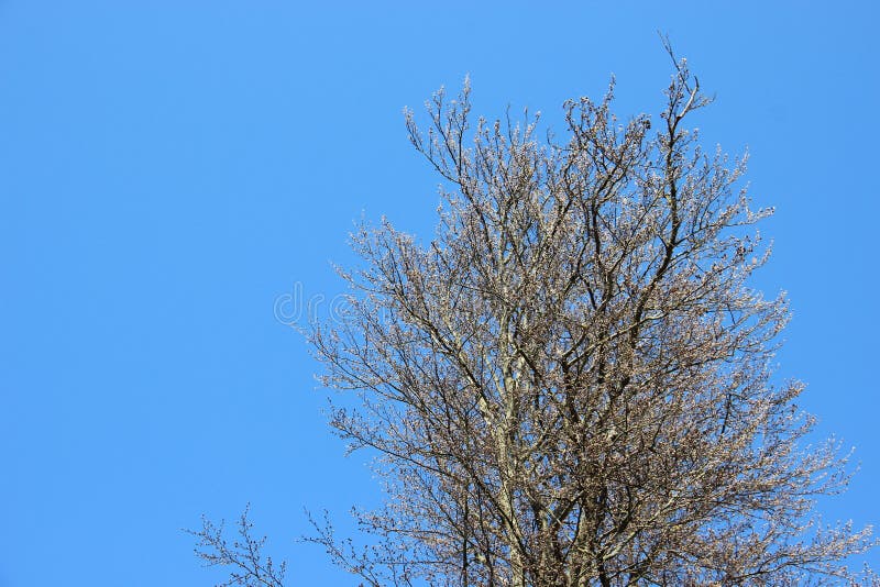 Natural Pure. Tree Put Forth Fresh Leaves in Spring Stock Photo - Image ...