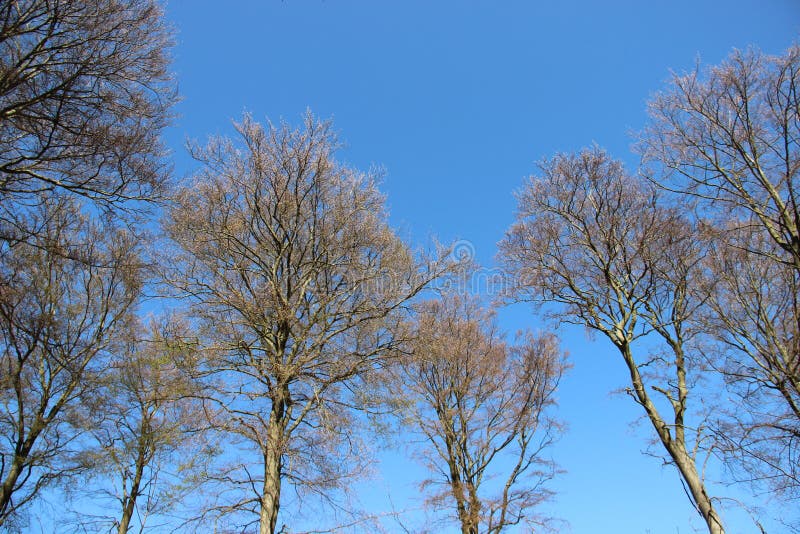 Tree Put Forth Fresh Leaves during Winter and Spring Stock Photo ...