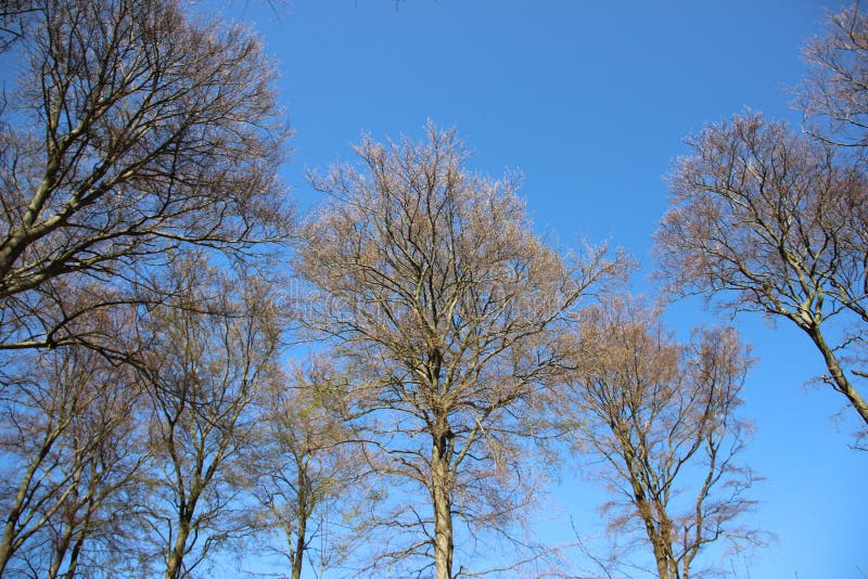 Tree Put Forth Fresh Leaves in Spring. Pure Natural Stock Image - Image ...