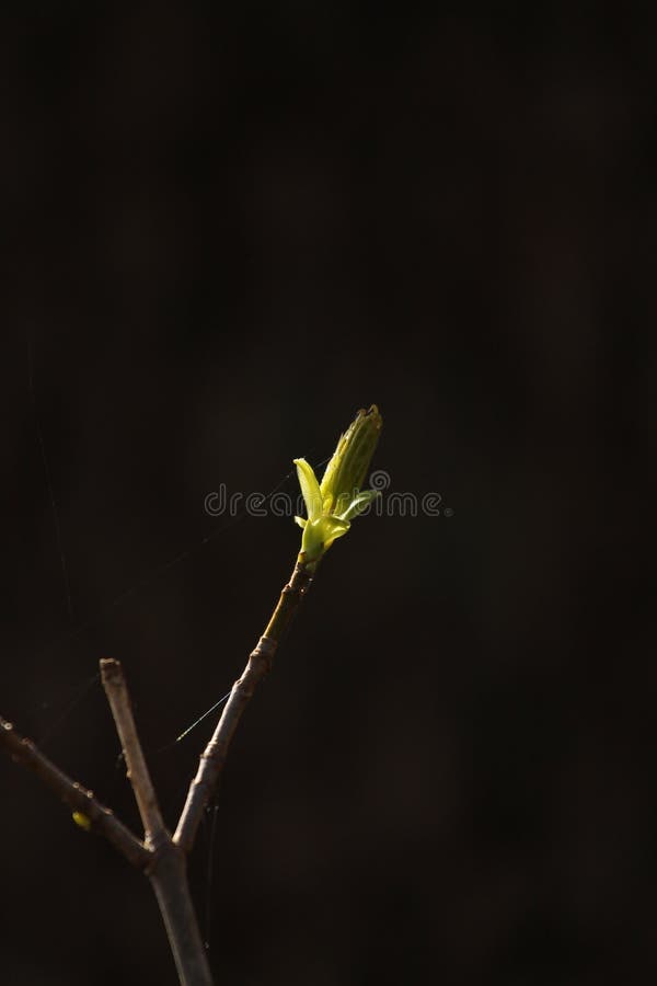 The tree puts out new buds stock photo. Image of plant - 265047426