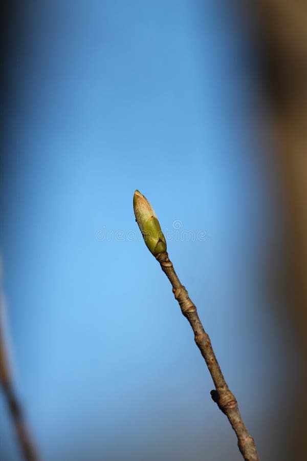 The tree puts out new buds stock photo. Image of tree - 265047466
