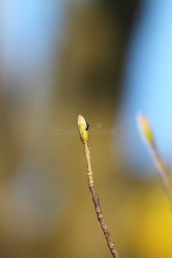 The tree puts out new buds stock image. Image of green - 265047483