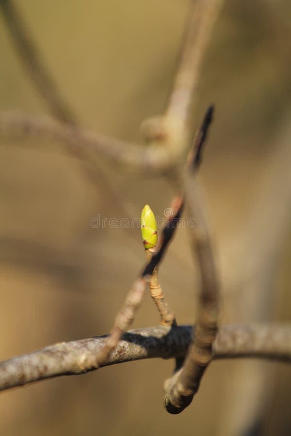 The tree puts out new buds stock image. Image of branch - 265047491