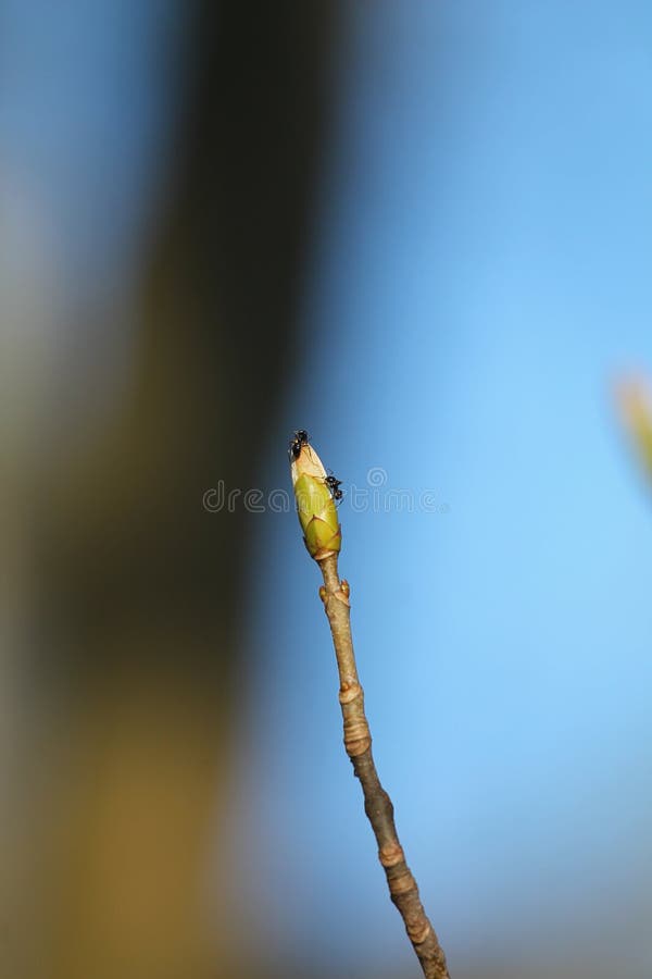 The tree puts out new buds stock photo. Image of spring - 265047468
