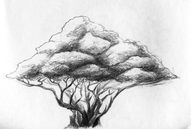 Tree with Pyramid Shaped Crown Stock Illustration - Illustration of ...