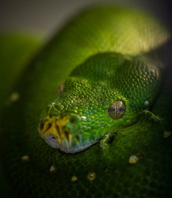 Tree Python Resting among the Branches, Incredible Wildlife Stock Image ...