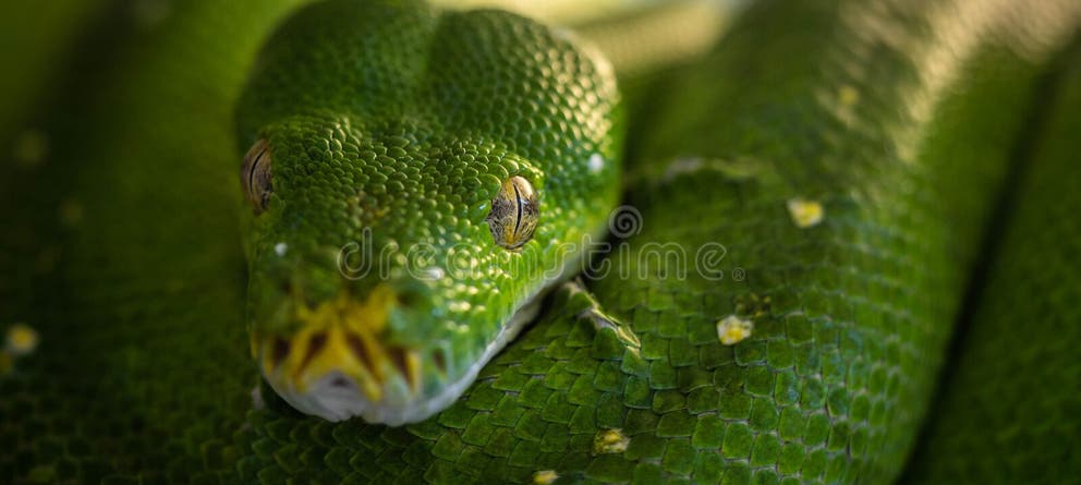 Tree Python Resting among the Branches, Incredible Wildlife Stock Image ...