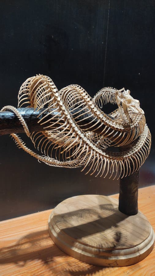 Tree python skull stock photo. Image of bones, tree - 274470122