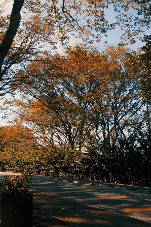 Tree stock image. Image of park, winter, shot, quick - 243824315