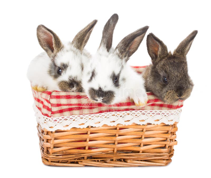 Three baby rabbits stock image. Image of sitting, rabbit - 6479003