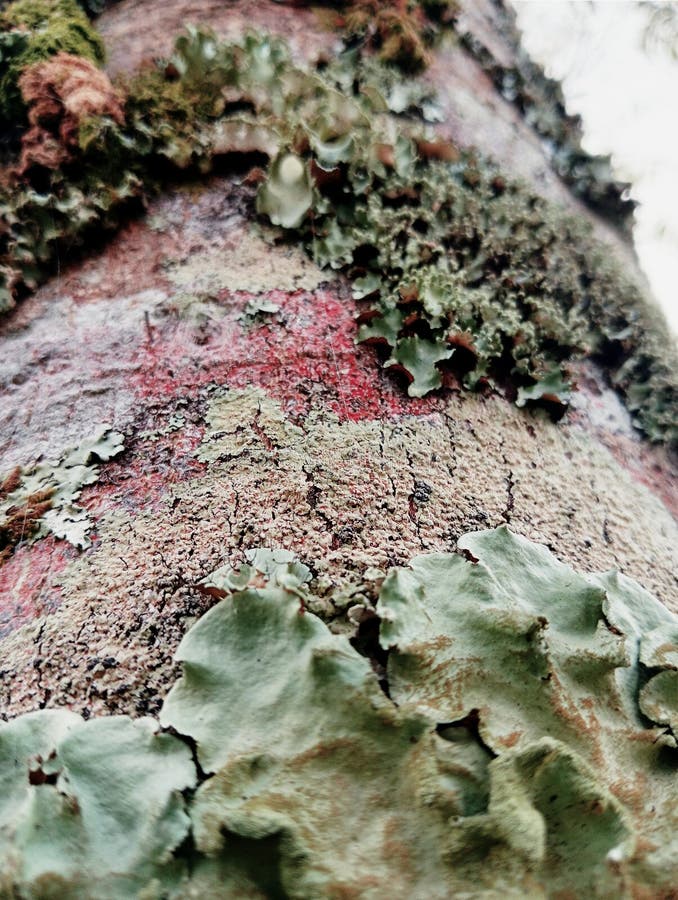 Tree of Raden Ayu Ganitri in the Forest Stock Photo - Image of natural ...