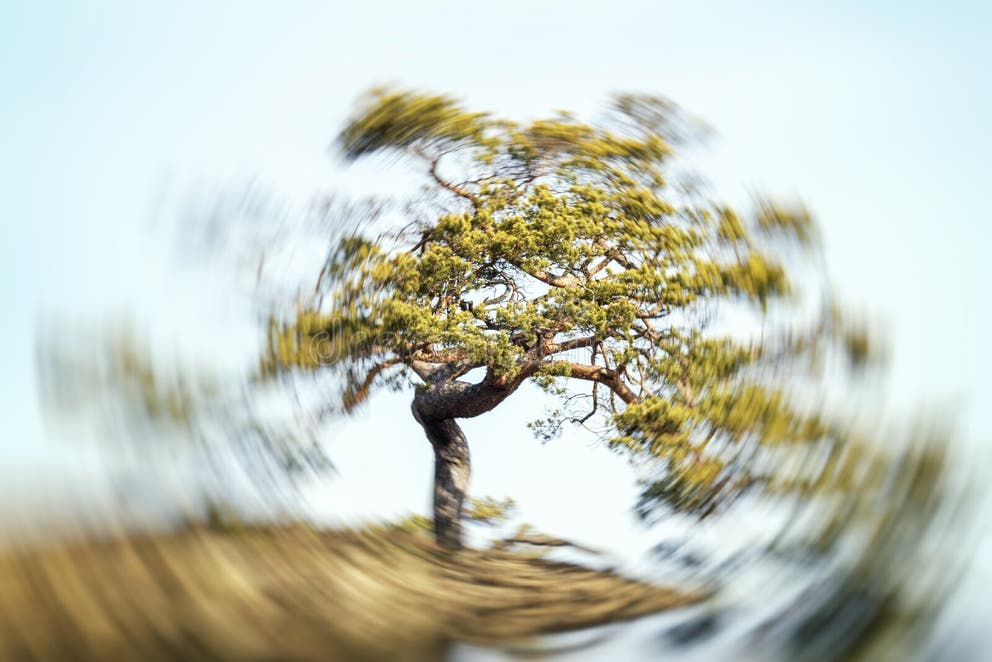 Tree with Radiant Power in the Vortex Stock Image - Image of natural ...