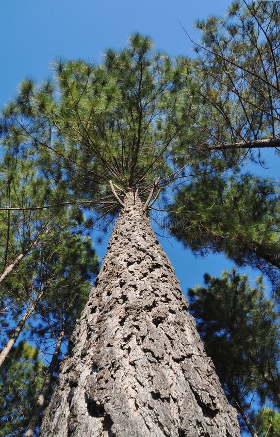 Tree Radiata Pine Looking Upwards Stock Photo - Image of pine, bark ...
