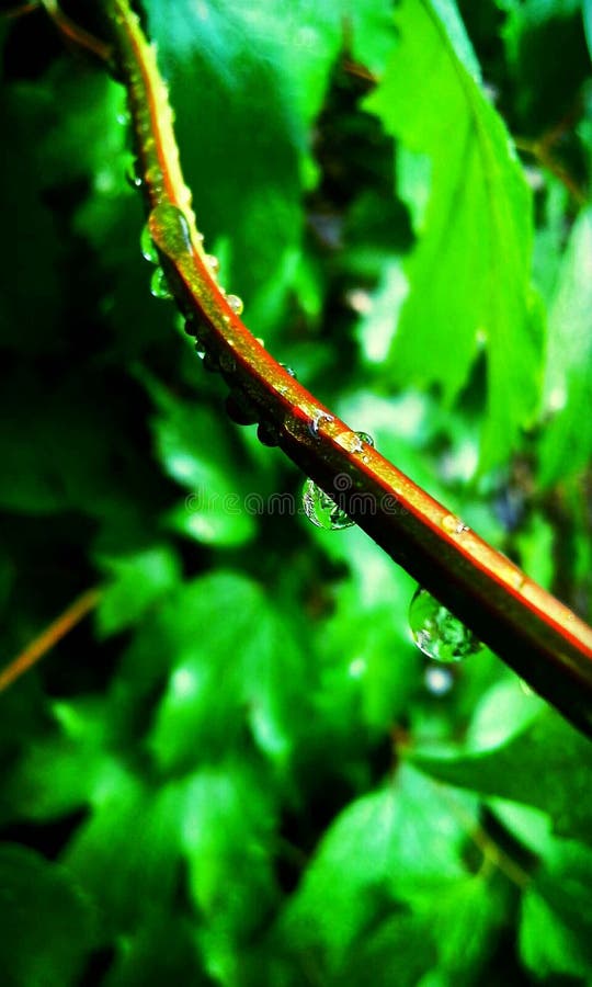 After rain stock image. Image of summer, tree, rain - 149084537