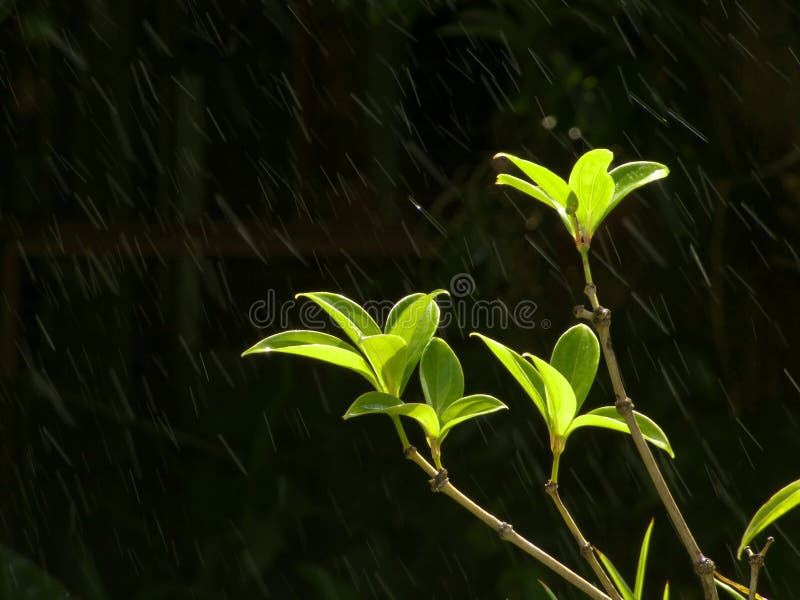 Tree with rain stock photo. Image of landscape, garden - 30757584
