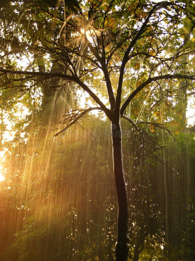 Tree in Rain stock image. Image of rain, raindrops, sunset - 7704887