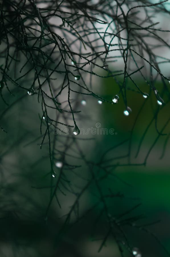 Tree after Rain with Drops of Water Stock Image - Image of flower, twig ...