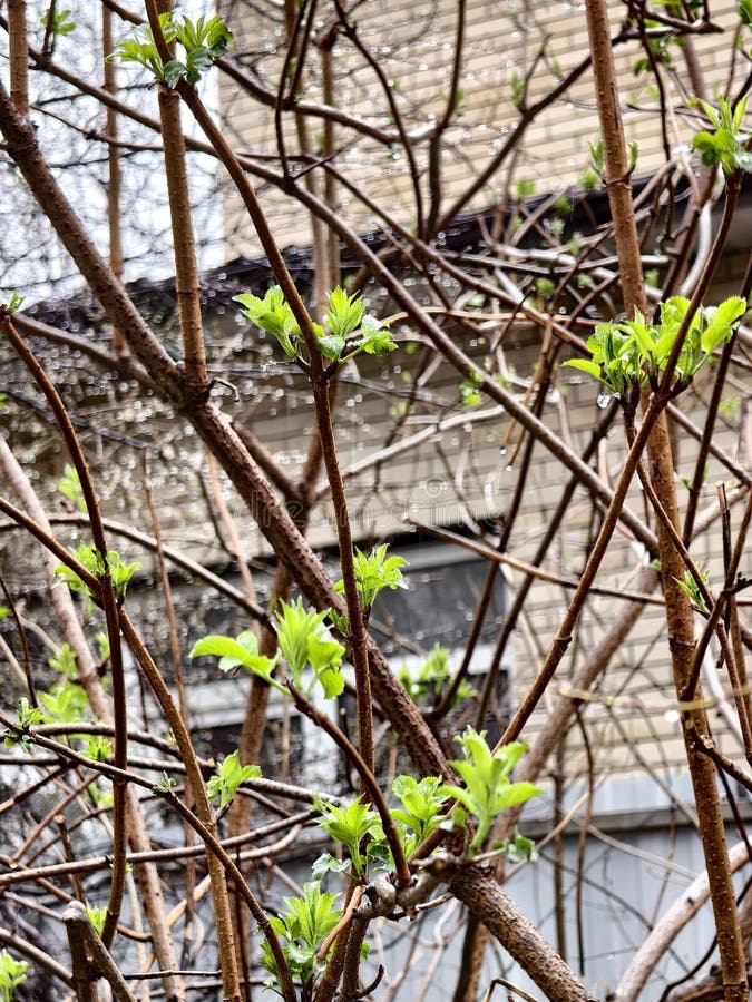 Tree after Rain Green Spring Stock Photo - Image of garden, spring ...