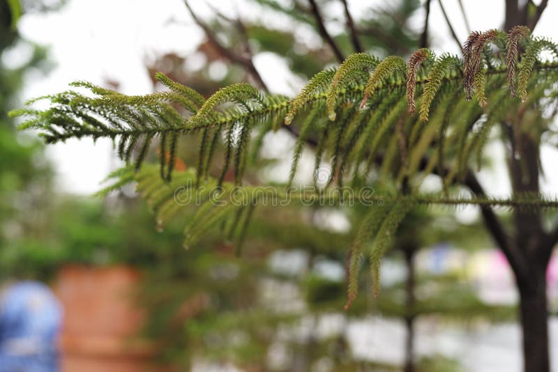 Tree in rain stock image. Image of christmas, park, fresh - 106665483