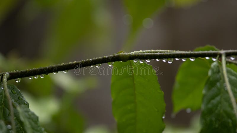 Tree in the rain stock image. Image of farm, feeding - 224056381
