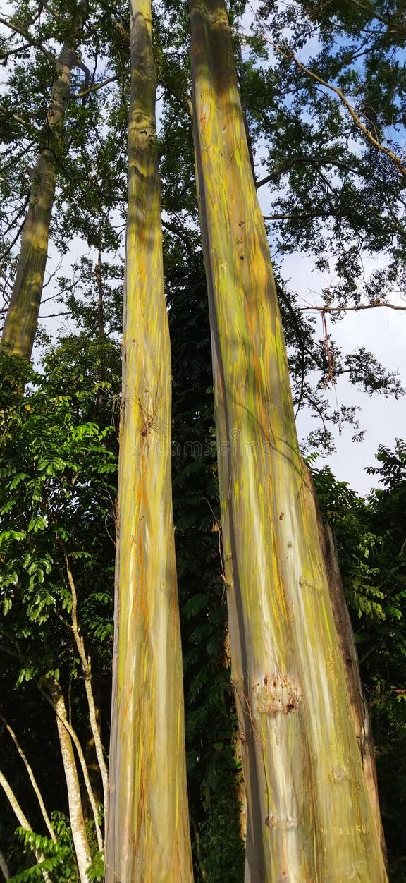 A Tree with a Rainbow-colored Trunk Towering Over Stock Photo - Image ...