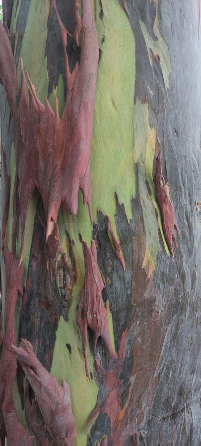 Tree Rainbow Eucalyptus Trunk Landscape Stock Image - Image of trunk ...