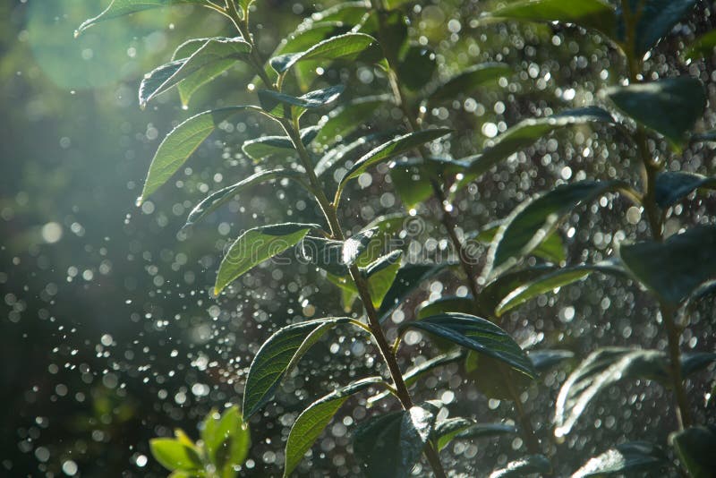 Tree in raindrops stock image. Image of light, foliage - 99583239