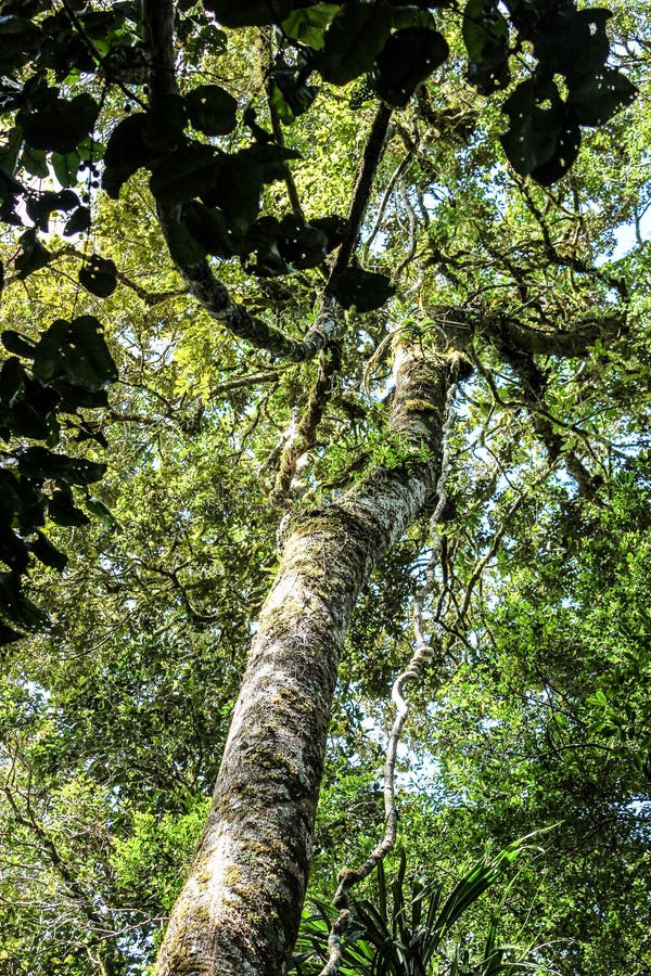 Tree in the rainforest stock image. Image of northern - 79542241