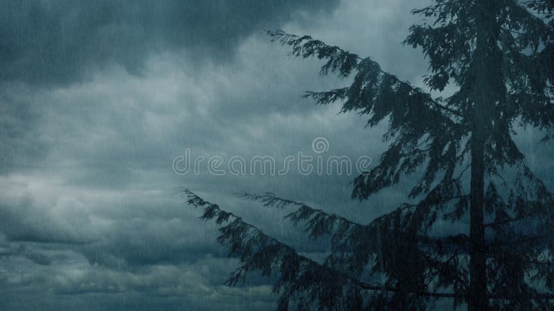 Raining Tree with Large Clouds Above Stock Video - Video of overcast ...