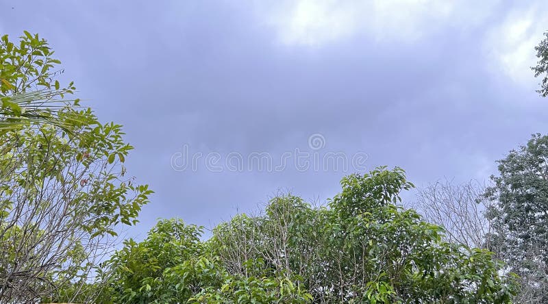The Tree in the Rainy Season Looks Cloudy Stock Image - Image of park ...