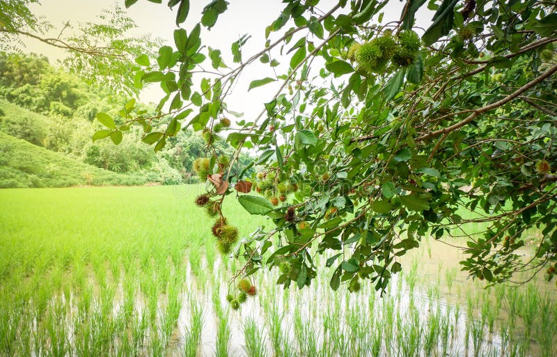 Green Rambutan on tree stock photo. Image of fruit, food - 57289204