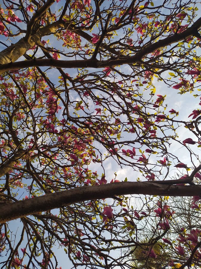 Tree Ramifications. Nature and Art Stock Image - Image of nature, tree ...