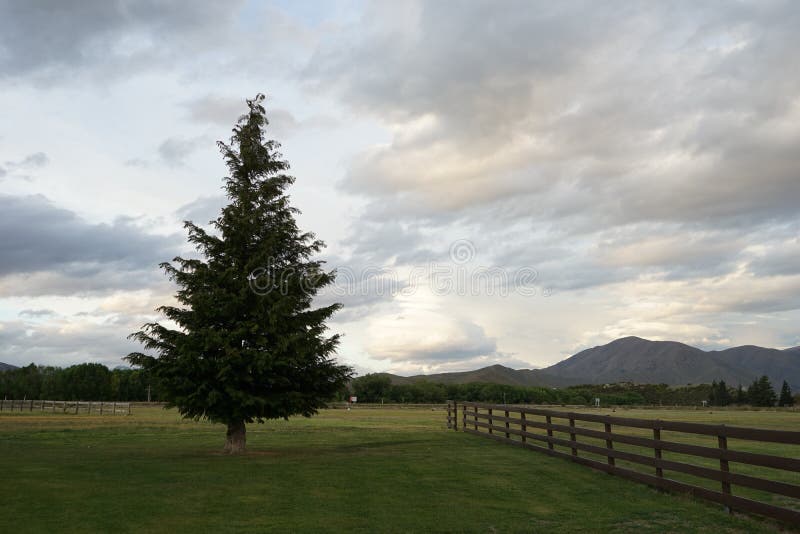 Tree in a ranch stock image. Image of nature, open, ranch - 74950133