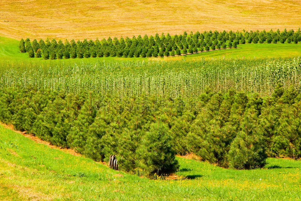 Tree Ranch Nursery stock image. Image of lines, raise - 11013635