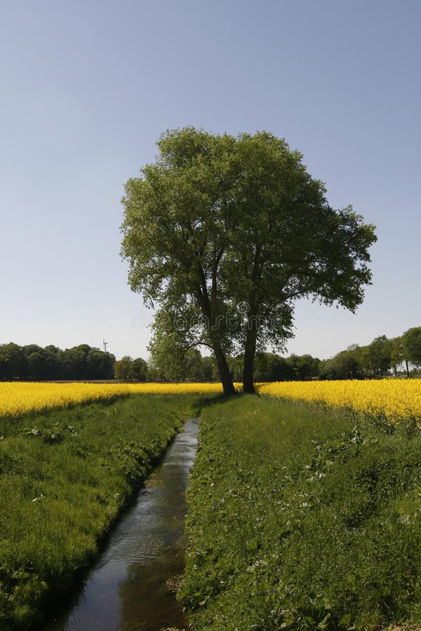 Tree with Field an Brook in Germany Stock Photo - Image of color, brook ...