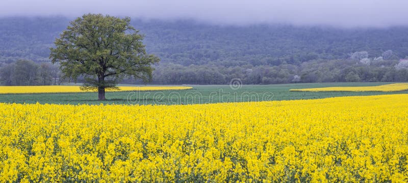 Tree and Rapeseed Field I stock image. Image of flower - 31014429