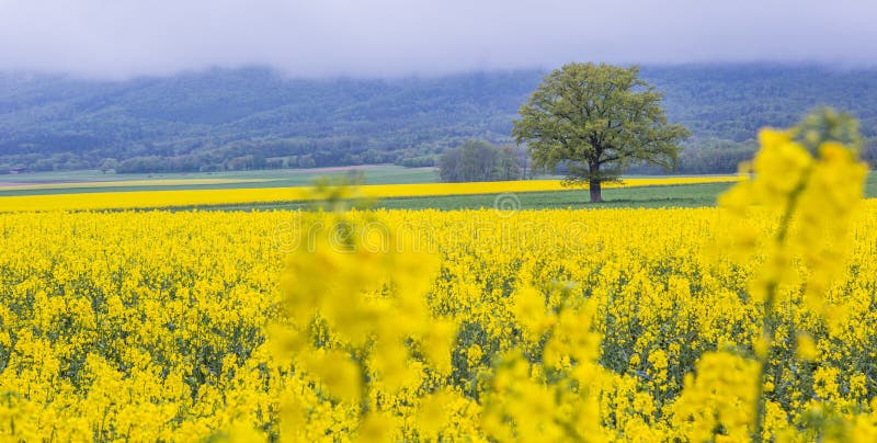 Tree and Rapeseed Field II stock image. Image of plant - 31014517