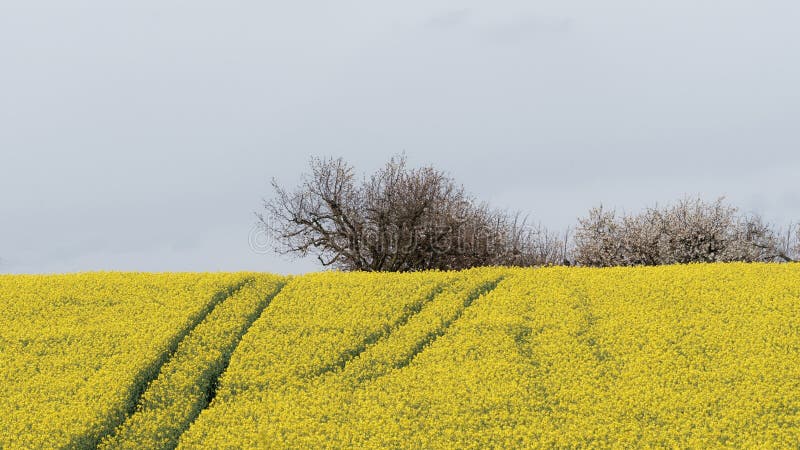Tree in Rapeseed Field and Sky in the Background Stock Image - Image of ...