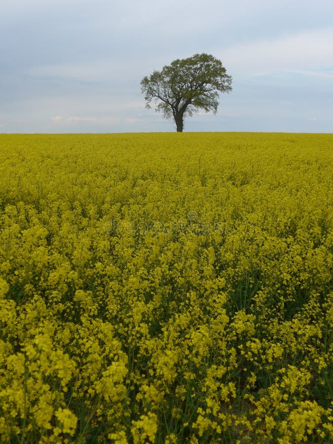 Tree on a rapeseed field stock photo. Image of baum, rapsfeld - 78383086