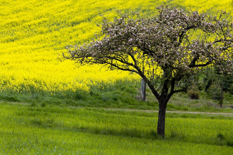 Tree on Rapeseed Fields in Spring in Germany. Stock Image - Image of ...